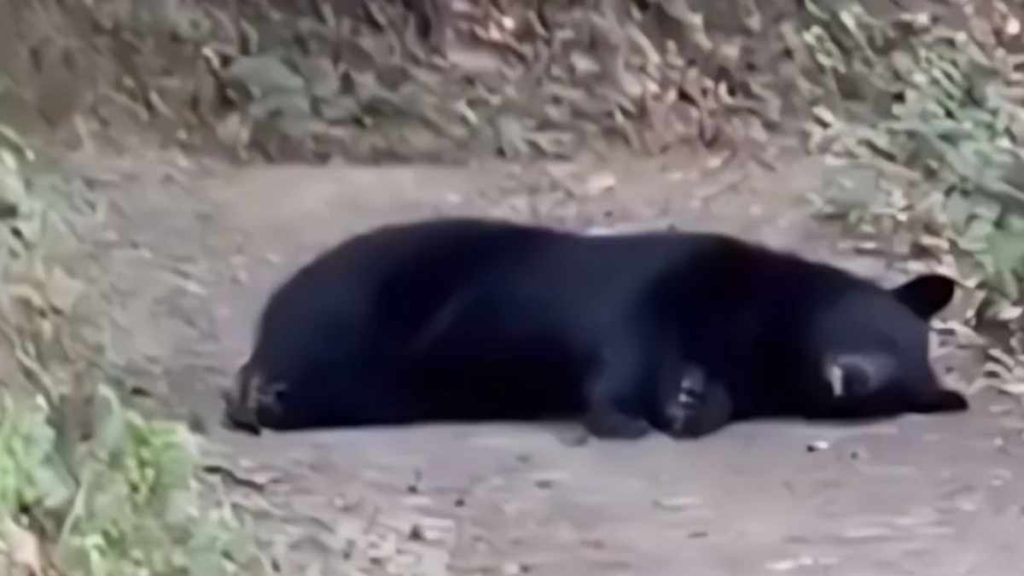 Oso Descansa en Pleno Sendero de Chipinque
